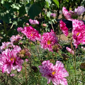 Double Click Bi-color Pink Cosmos Seeds, 25 Count - Etsy
