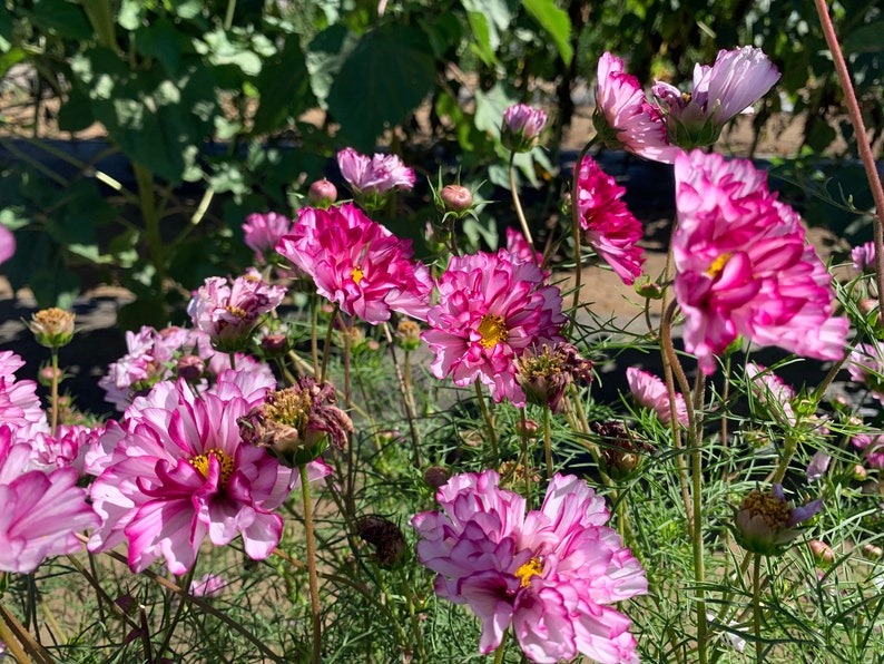 Double Click Bi-color Pink Cosmos Seeds, 25 Count - Etsy