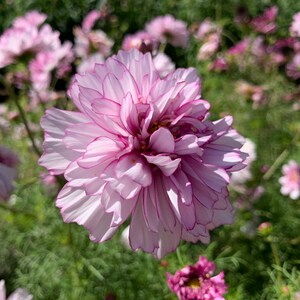 Double Click Bi-color Violet Cosmos Seeds, 25 Count - Etsy