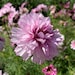 Double Click Bi-color Violet Cosmos Seeds, 25 Count - Etsy