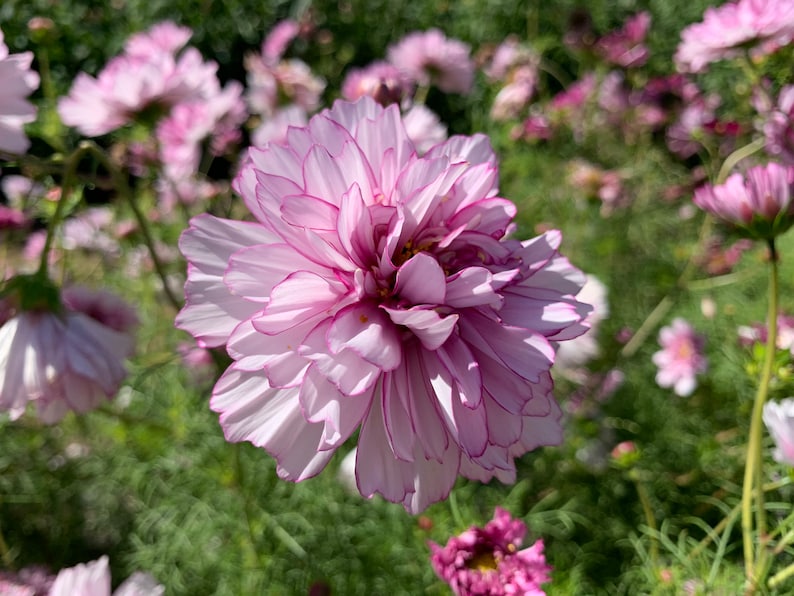 Double Click Bi-color Violet Cosmos Seeds, 25 Count - Etsy