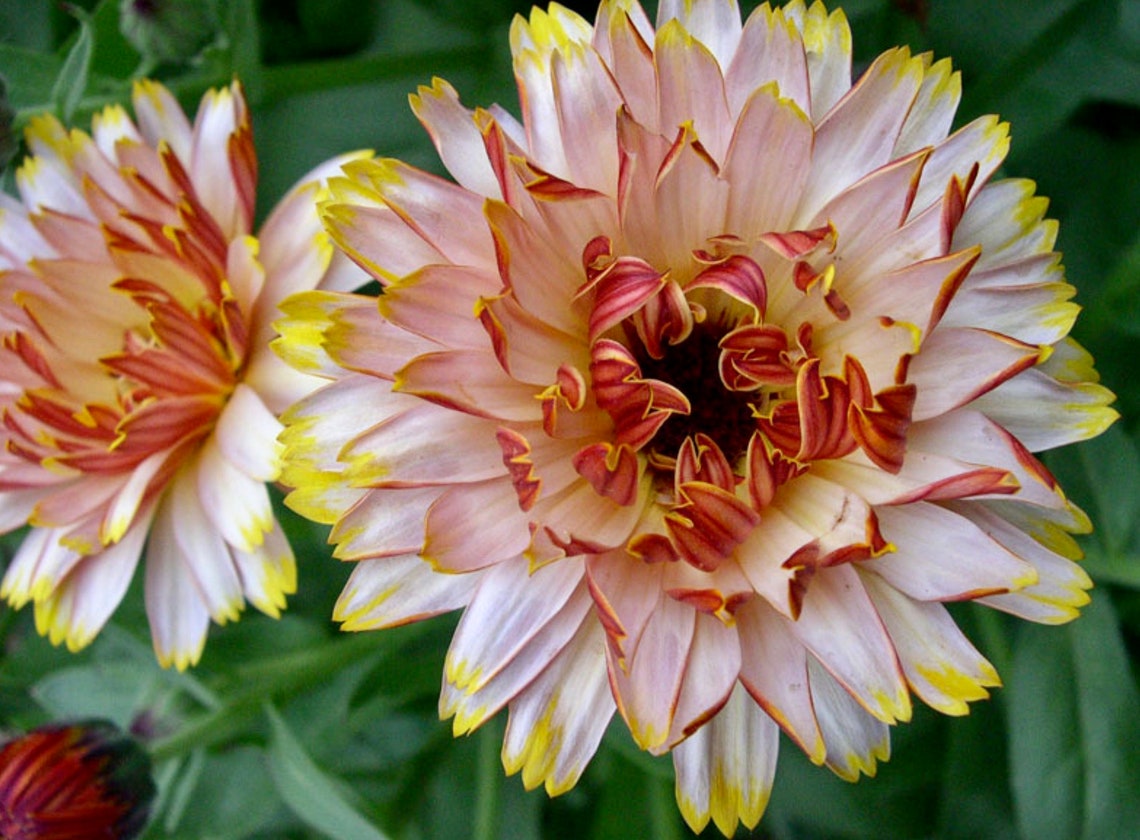 Organic Solar Flashback Mix Calendula Seeds Flash Calendulas - Etsy