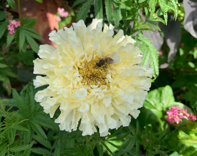 Snowstorm Marigold Seeds, White Marigolds, Sweet Cream Marigold Flower ...