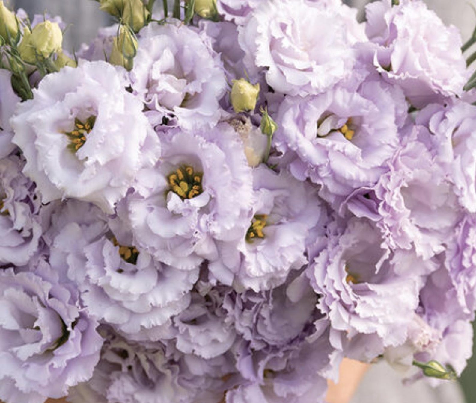Voyage 2 Lavender (F1) Lisianthus Seeds, Eustoma Grandiflorum (25 ...