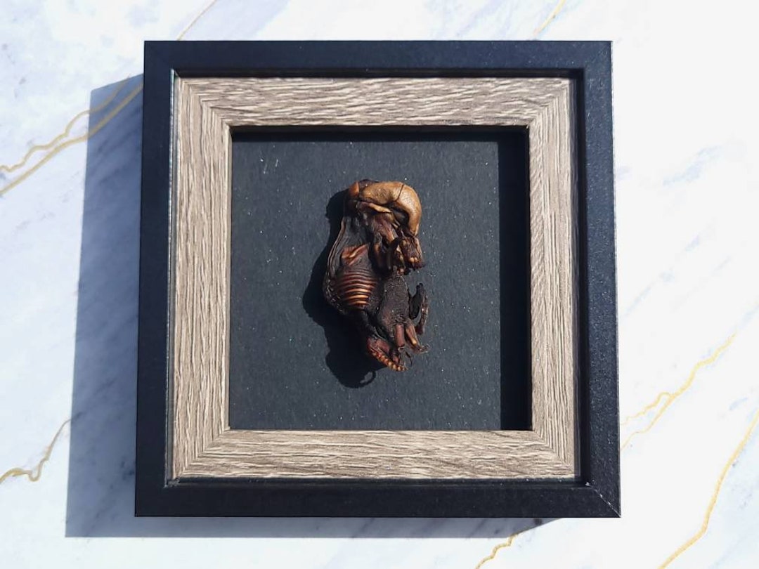 Framed Mummified Fetal Pig - Etsy