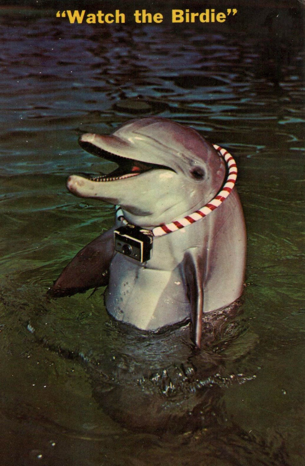 Dolphin /// Mid Century 1950's Vintage Postcard - Etsy