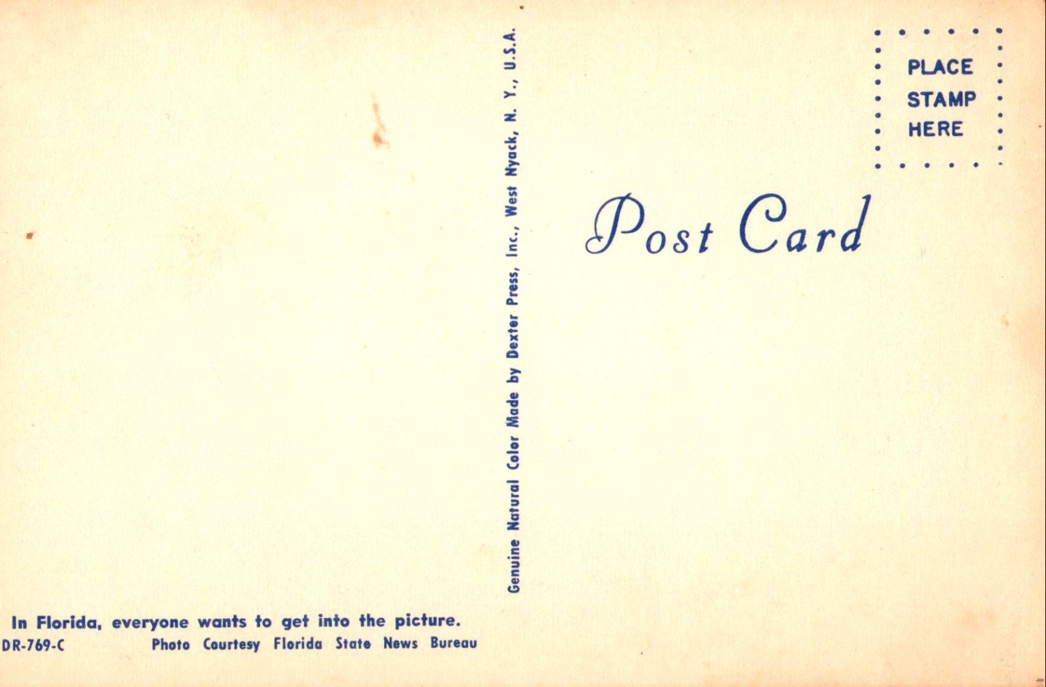 Dolphin /// Mid Century 1950's Vintage Postcard - Etsy