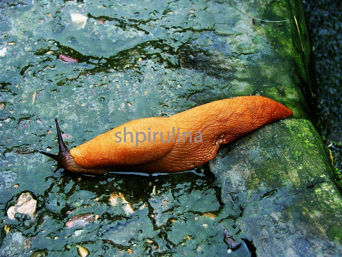 Nature Photography,snail Photography, Snail Print, India Art Print ...