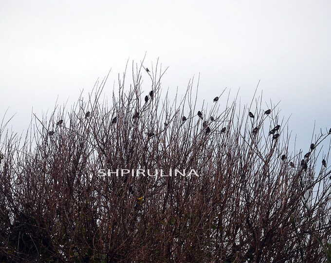 Circle of Life PRINT - Birds Tree Fine Art Surreal Photo, Bedroom Home ...
