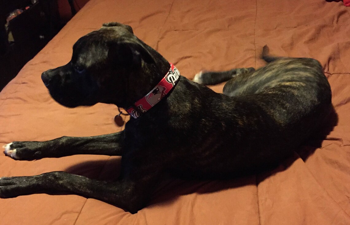 Detroit Tigers MLB Dog Collar Handmade by Terri's Dog - Etsy