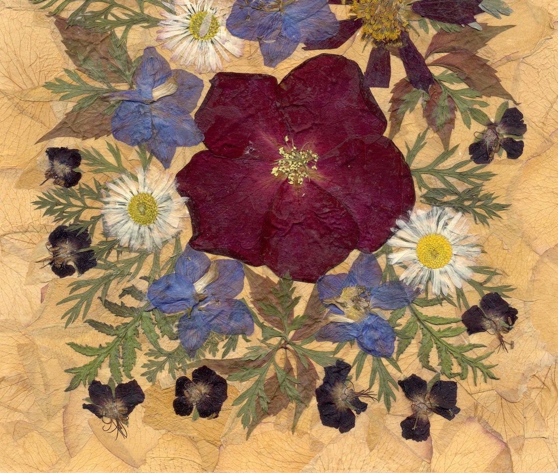 Pressed Rose Dried Flowers Art Floral Wall Decor Framed - Etsy