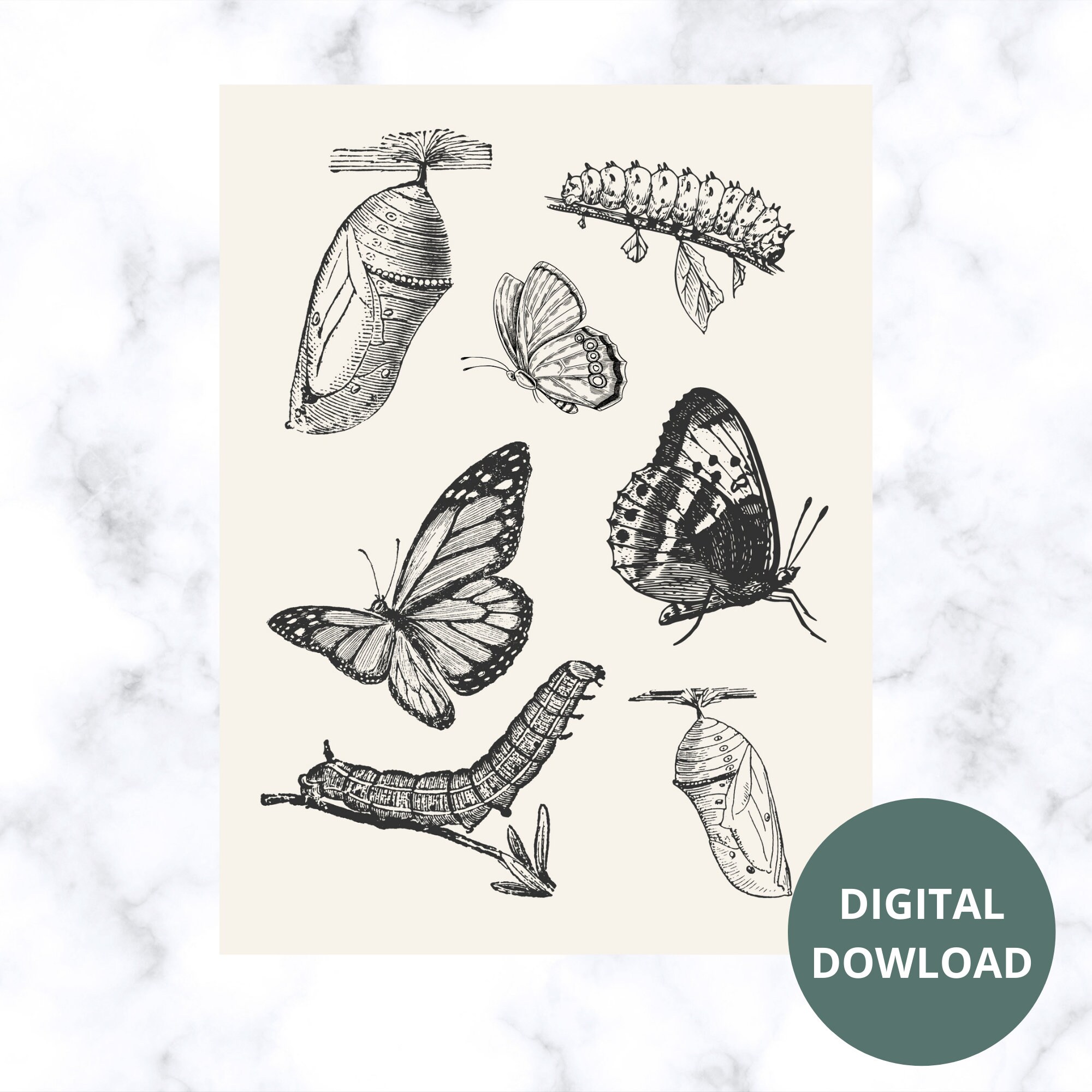 Metamorphosis of a Butterfly Digital Download | Printable Image - Etsy
