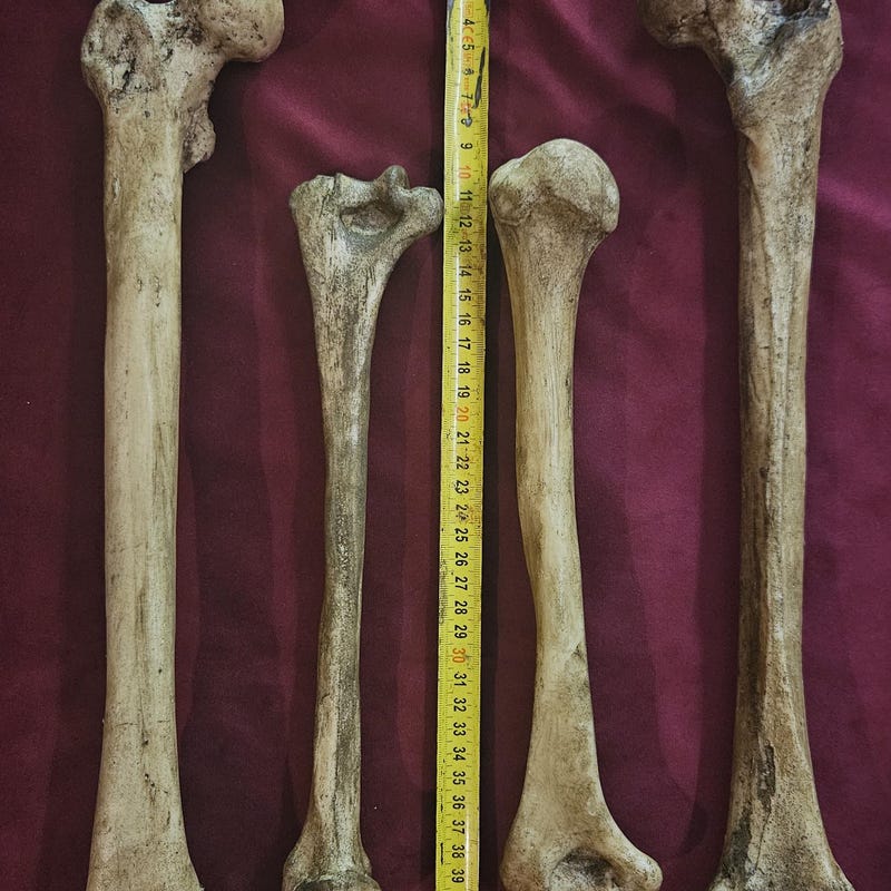 Animal Bones Femur - Etsy UK