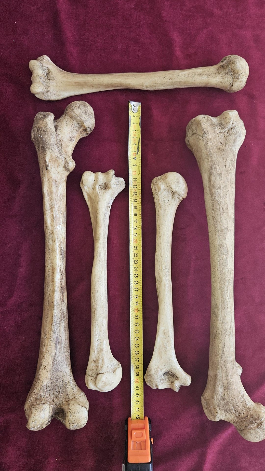 Artificial Human Bones, Moulded From Real Bones, Casted Bones, Fake ...