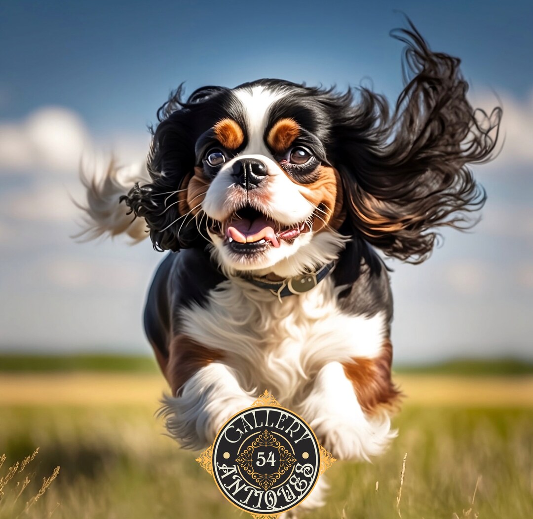 Cavalier King Charles Cavalier Tri Color Running Playing Dog Amazing ...