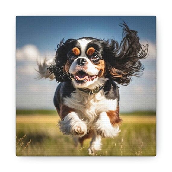 Tri Color Cavalier King Charles Spaniel Puppy