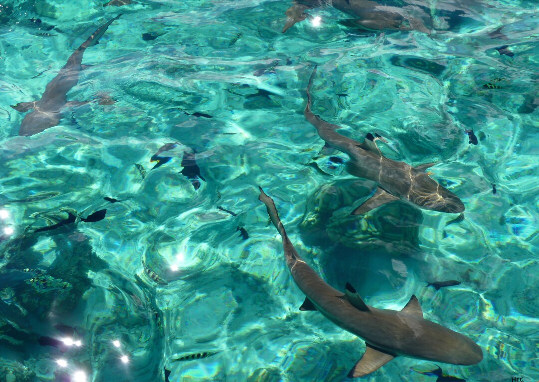Tropical Shark Paradise: Digital Download Artwork Reef Sharks, Shark ...