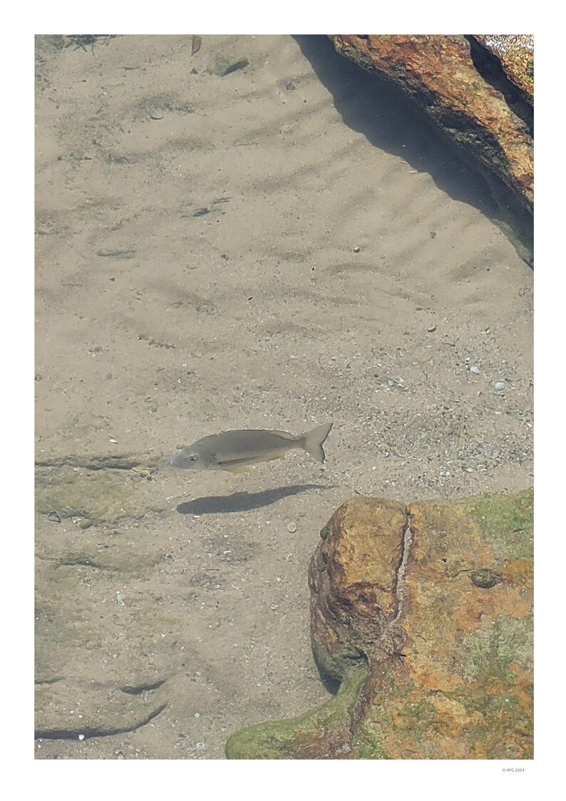 Manly Beach Fish in Clear Water Photo Digital Download Art Print Gifts ...
