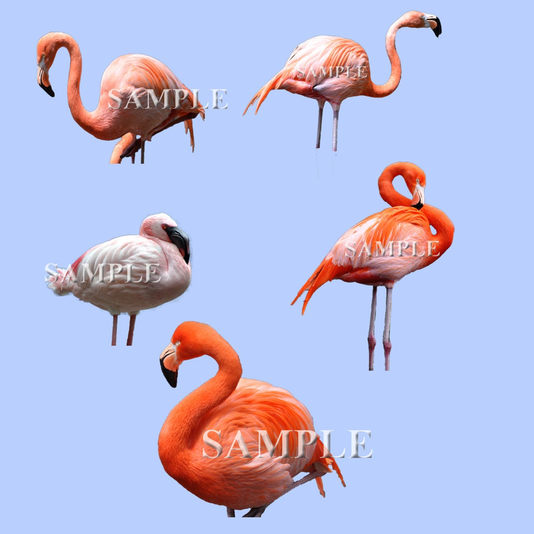 Flamingo Overlays - Etsy