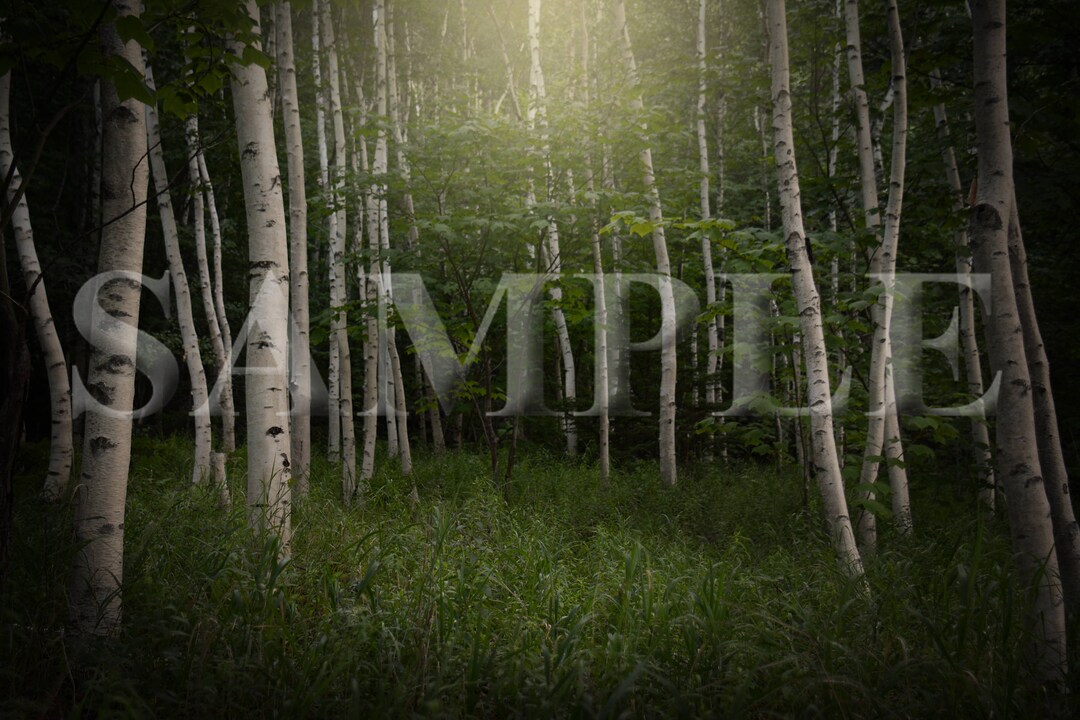 White Birch Trees Digital Backdrop - Etsy