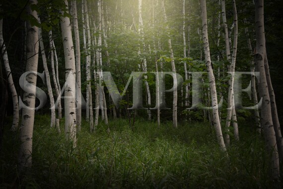 White Birch Trees Digital Backdrop | Etsy