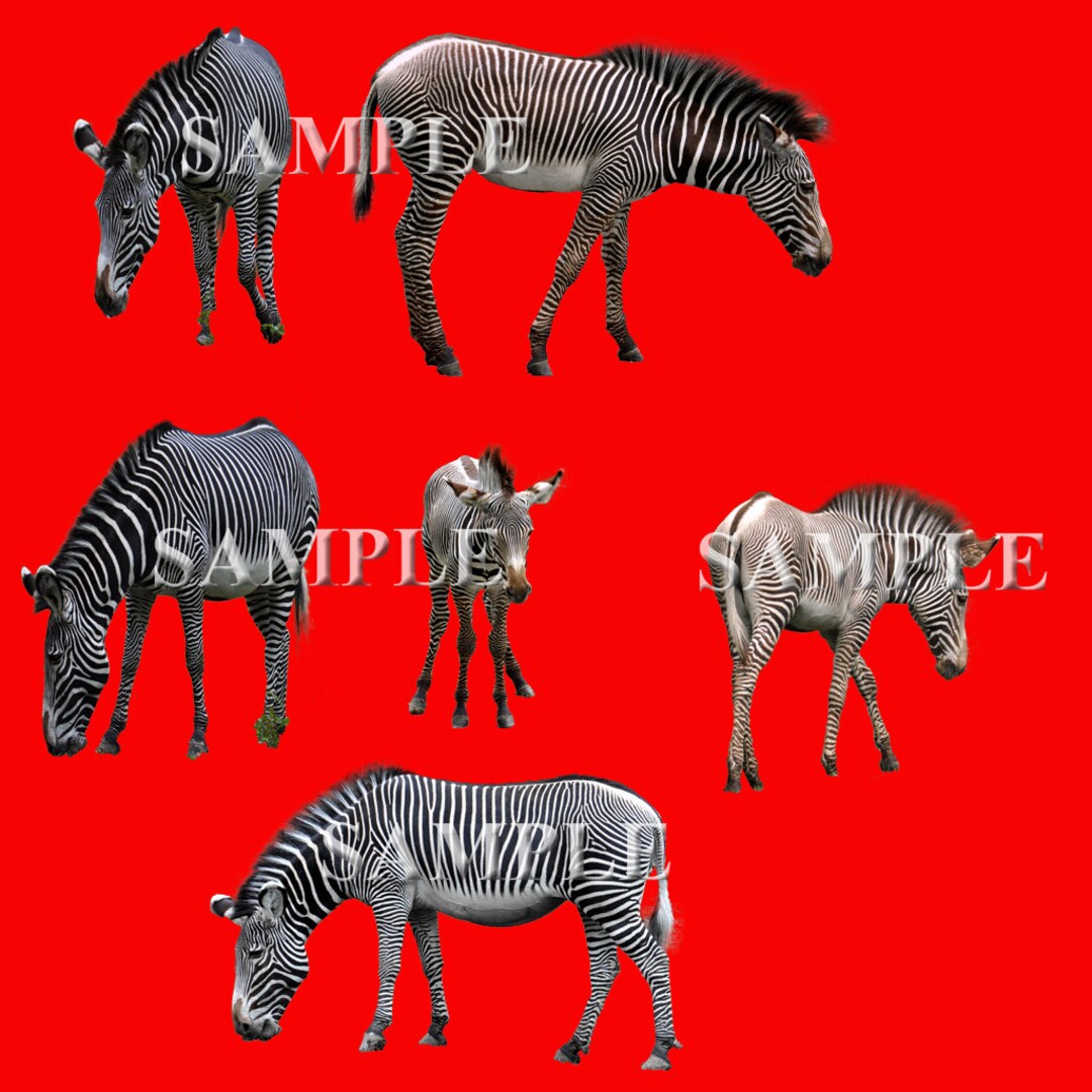Zebra Overlays 6 PNG Files - Etsy