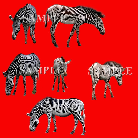 Zebra Overlays 6 PNG Files | Etsy