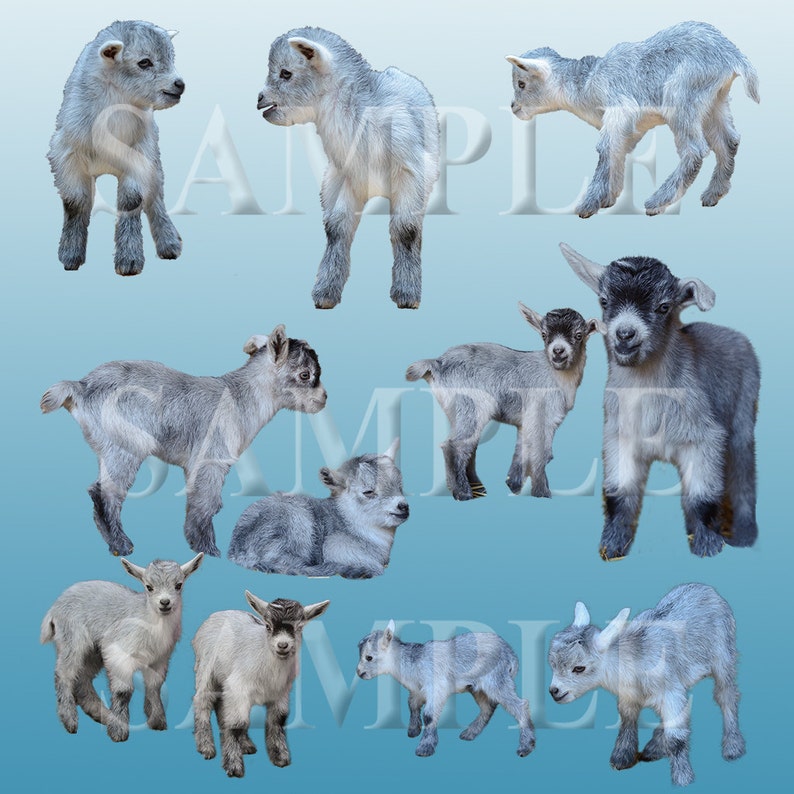 Baby Goat Overlays - Etsy