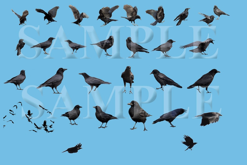 NEW Crow Overlays Digital Files - Etsy