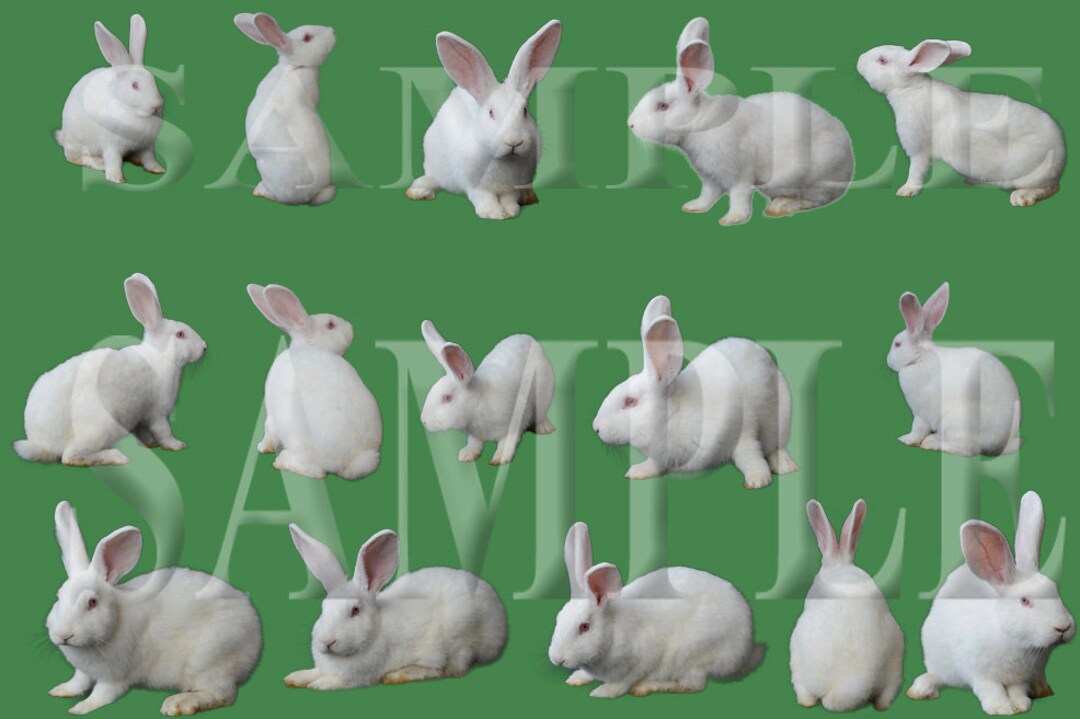 15 White Rabbit PNG Overlay Files - Etsy
