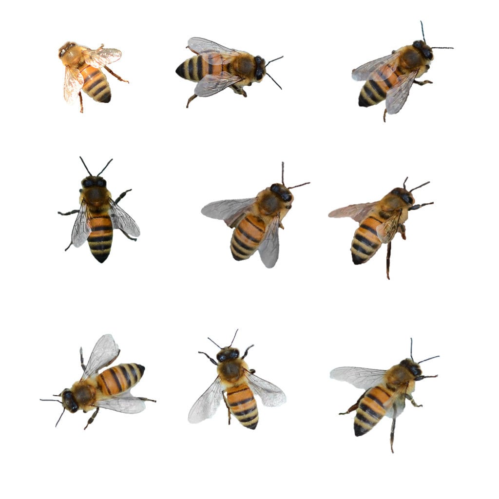 Honey Bee Overlays - Etsy