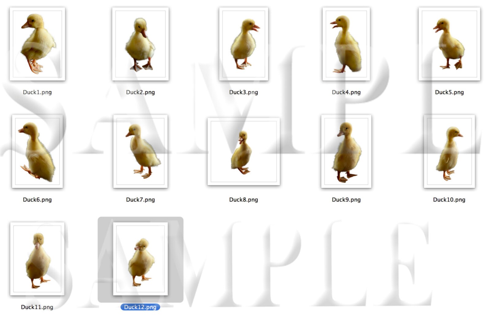 A Dozen Fuzzy Duckling Overlay PNG Files. | Etsy