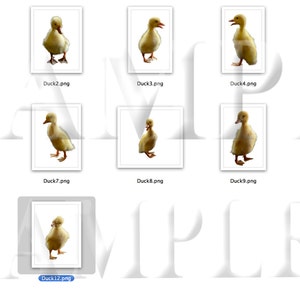 A Dozen Fuzzy Duckling Overlay PNG Files. - Etsy