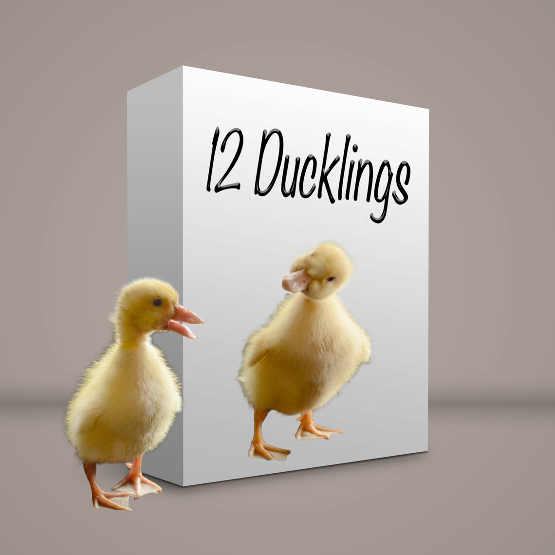 A Dozen Fuzzy Duckling Overlay PNG Files. | Etsy
