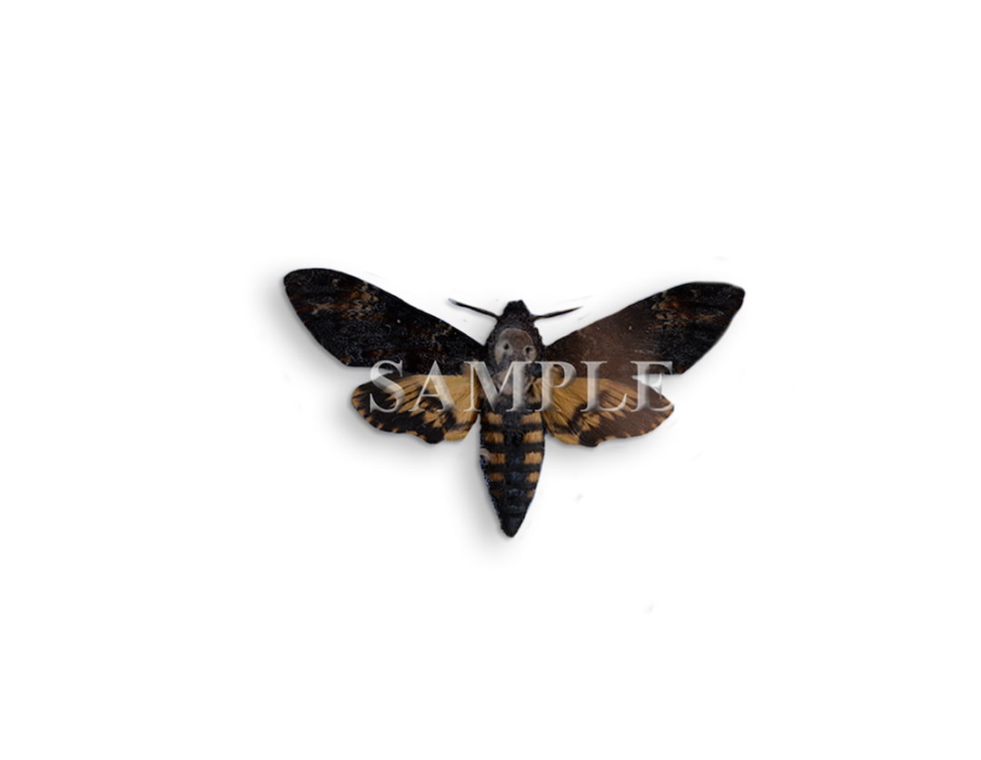 Death Head Moth Overlay - Etsy