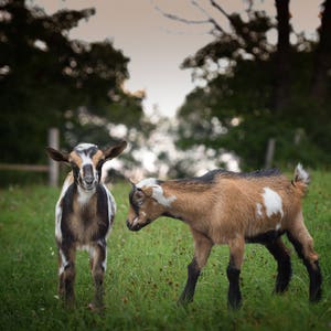18 Spotted Baby Goat Overlays - Etsy