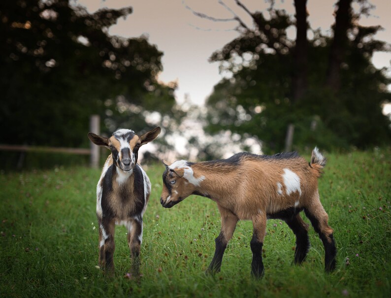 18 Spotted Baby Goat Overlays - Etsy