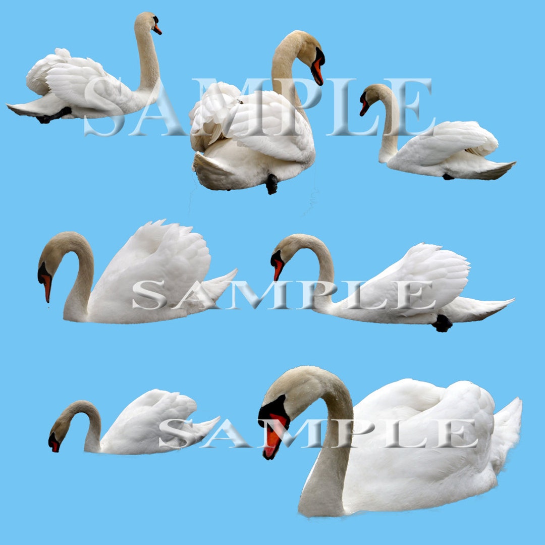 Swan Overlays Digital PNG Files - Etsy