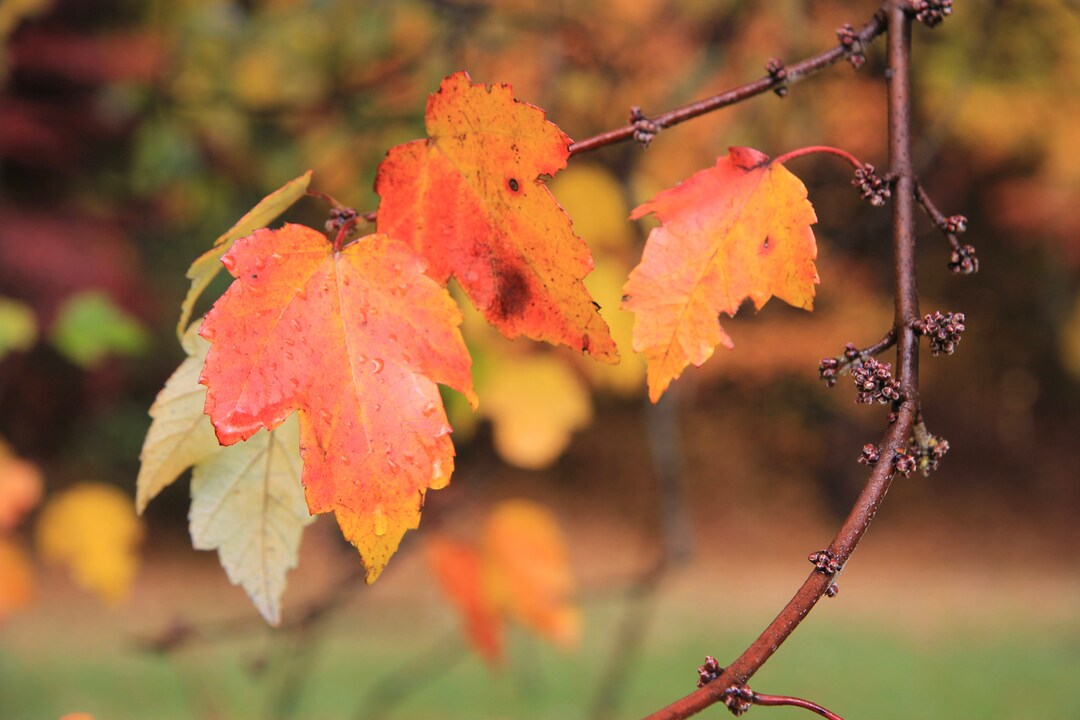 Colorful Changing Fall Leaves Photography, Nature Landscape Taken Fall ...