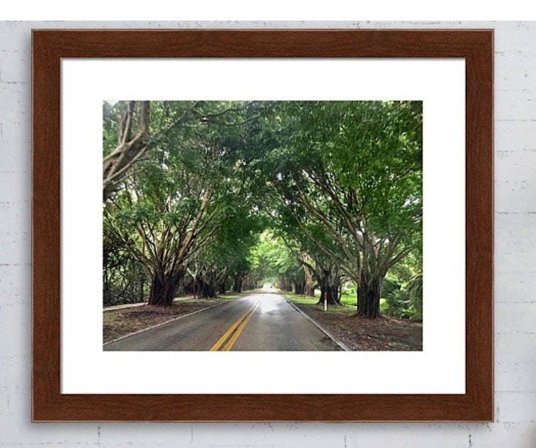 Photo Print of Bridge Rd Tree Canopy Looking West, Hobe Sound, Fl - Etsy