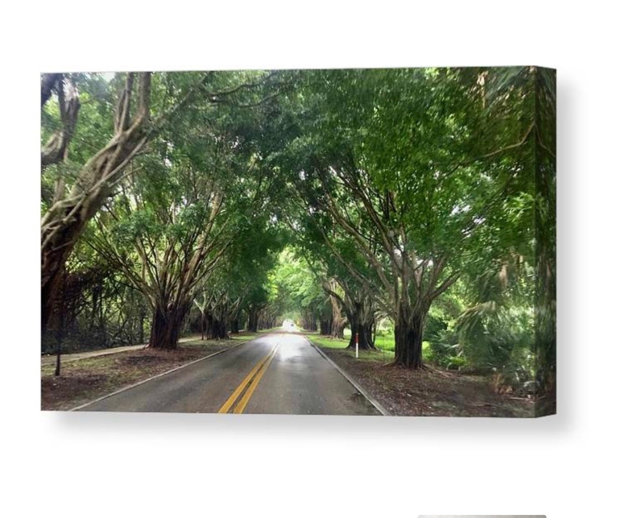 Photo Print of Bridge Rd Tree Canopy Looking West, Hobe Sound, Fl - Etsy