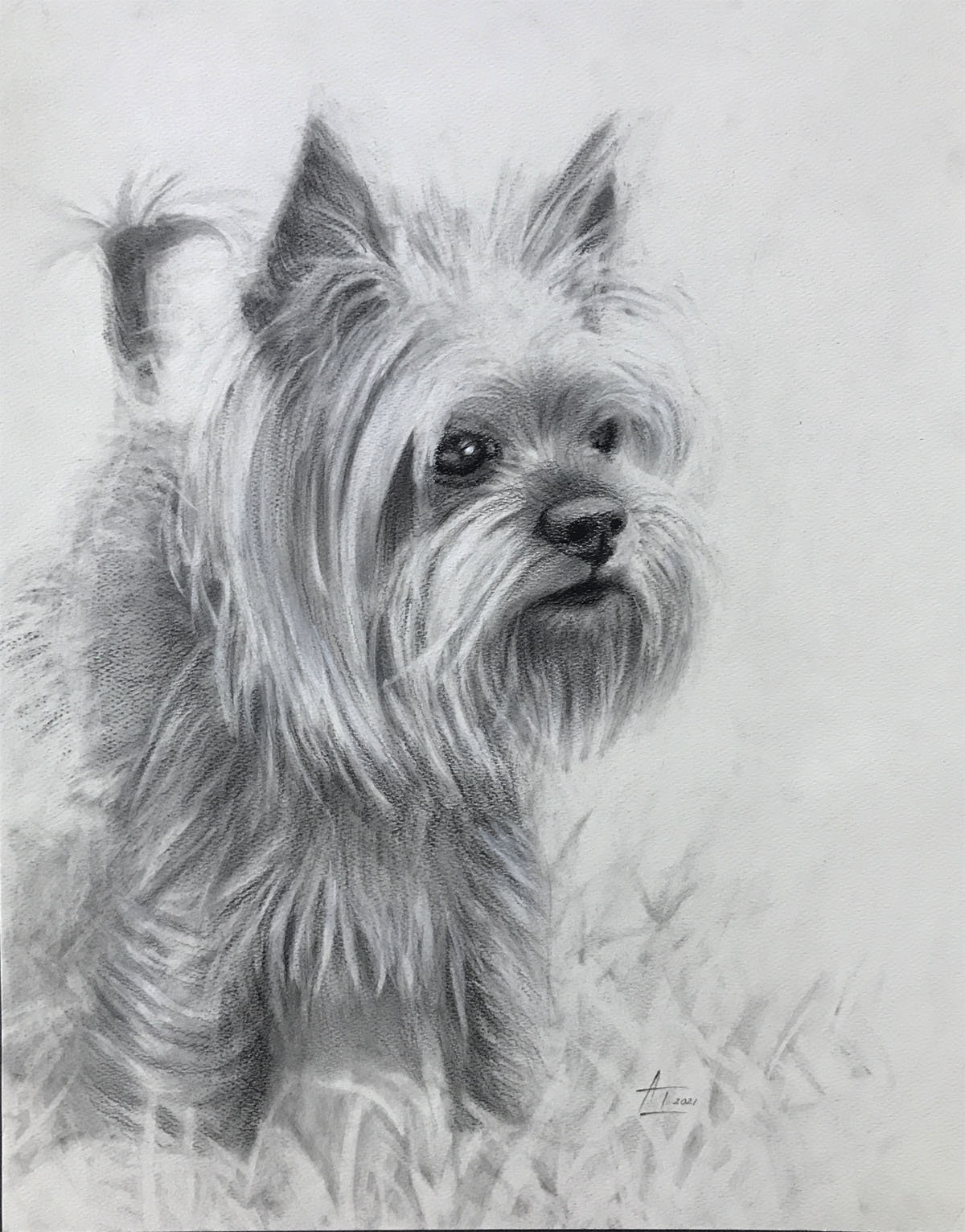 Personalized Pet Portrait. Charcoal. Yorkie Portrait. Dog - Etsy