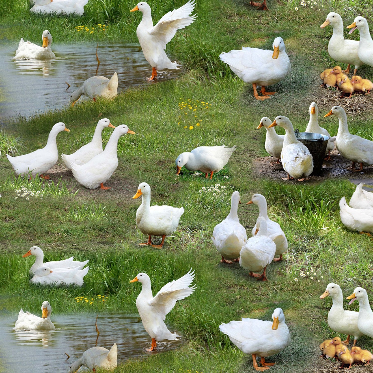 Farm Animals Ducks on Green , Spring Flowers & Geese, Farm Animals ...
