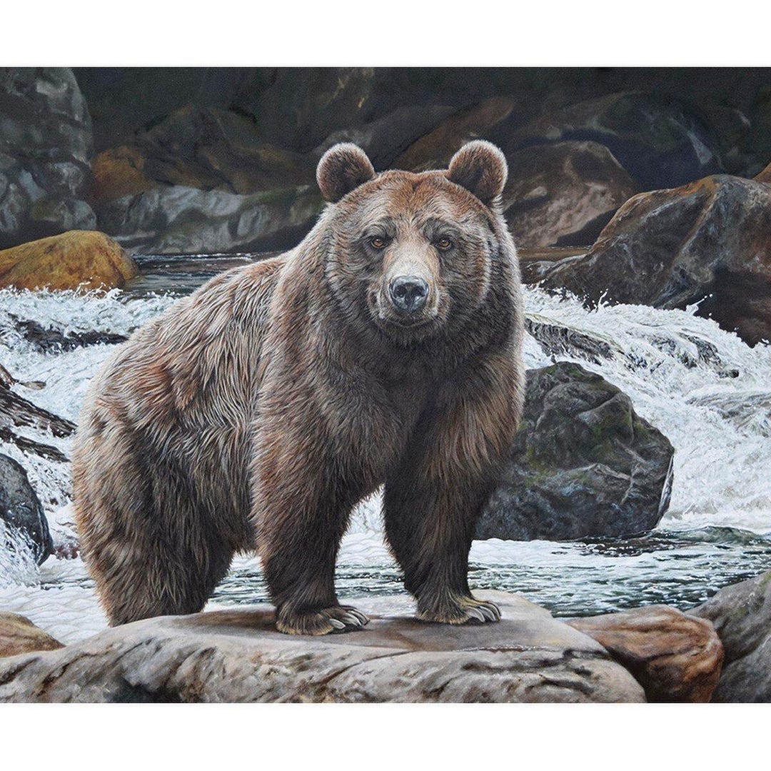 Grizzly Bear Panel, Bear in River No Fish Today Majestic in Nature 36 ...