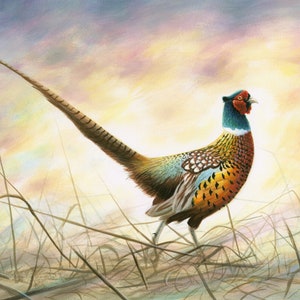 Spring Rooster Pheasant Panel Quilt Fabric Panel / 36x44 Inch Morning ...