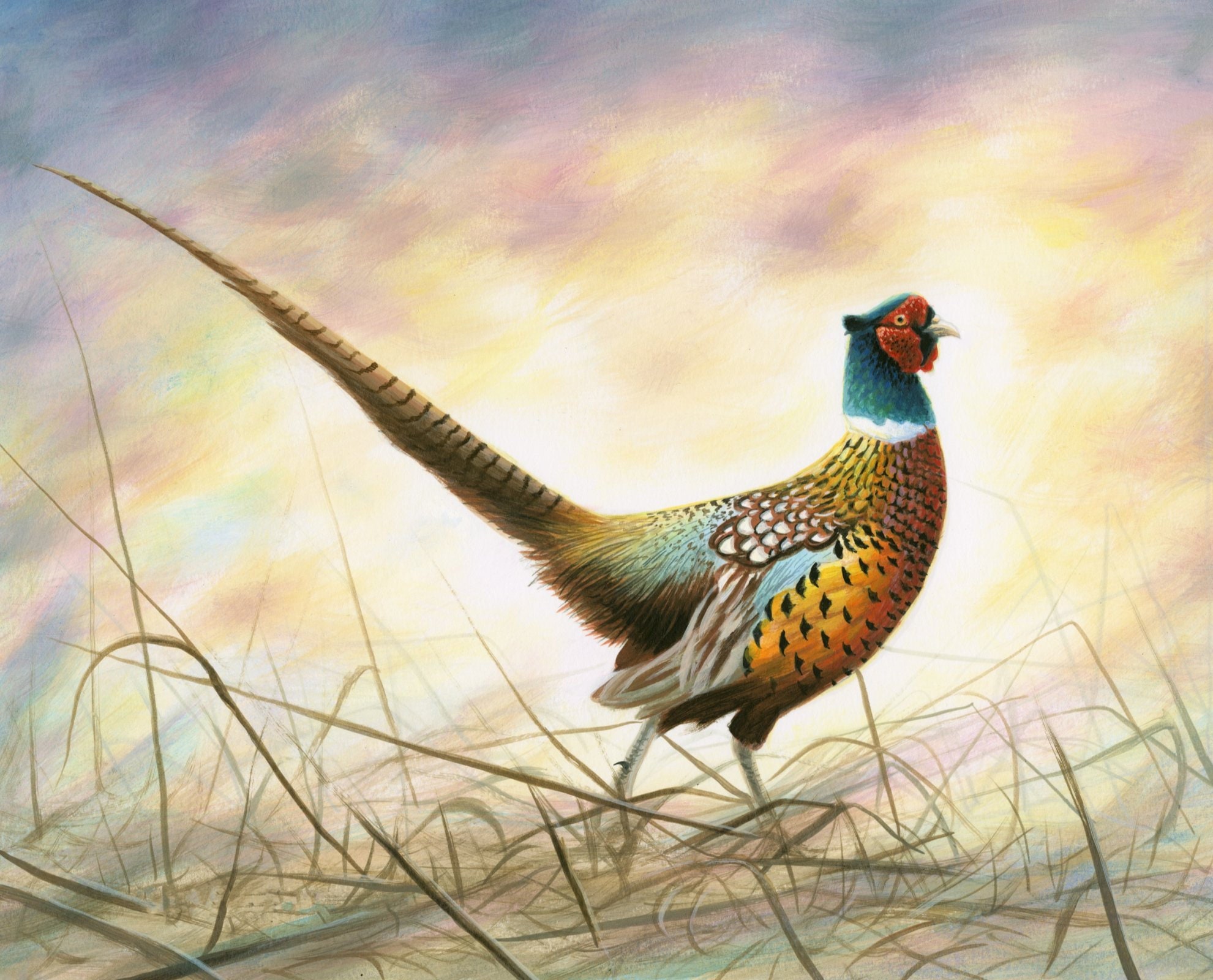 Spring Rooster Pheasant Panel Quilt Fabric Panel / 36x44 Inch Morning ...