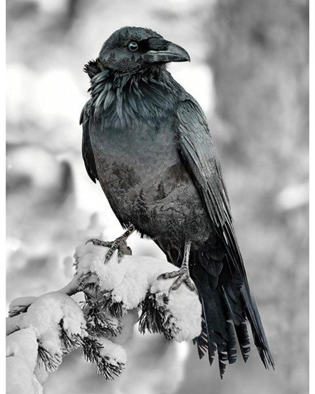 Raven Fabric Panel / Black Raven Bird - Call of the Wild 33.5" Panel ...
