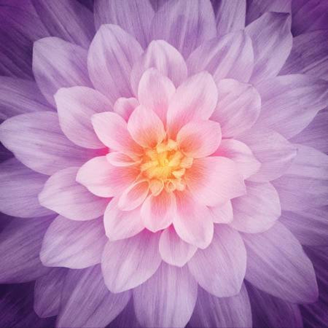 Orchid Dream Big Fabric Panel / Orchid Flower Quilt Panel / Hoffman ...