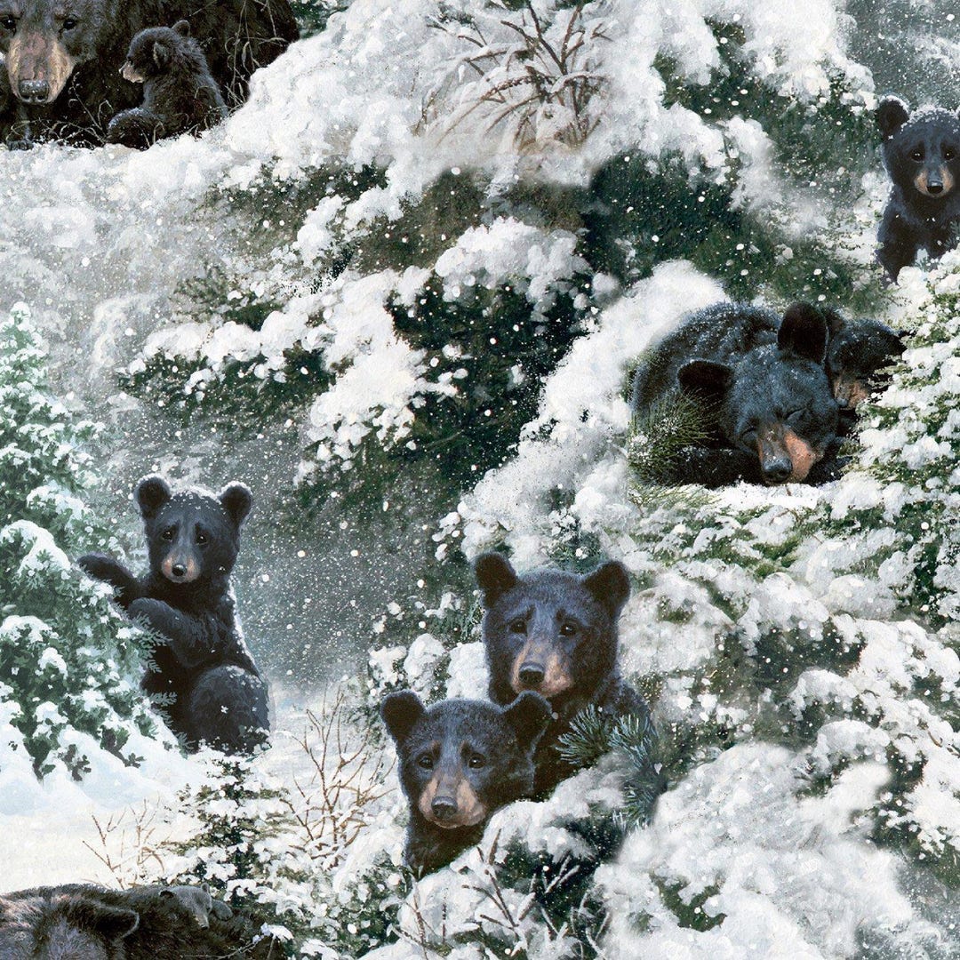 Black Bears in Winter Hibernation, Time Under the Moonlight by 3 Wishes ...
