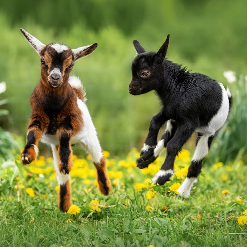 Goat Printed Cotton Fabric - Etsy